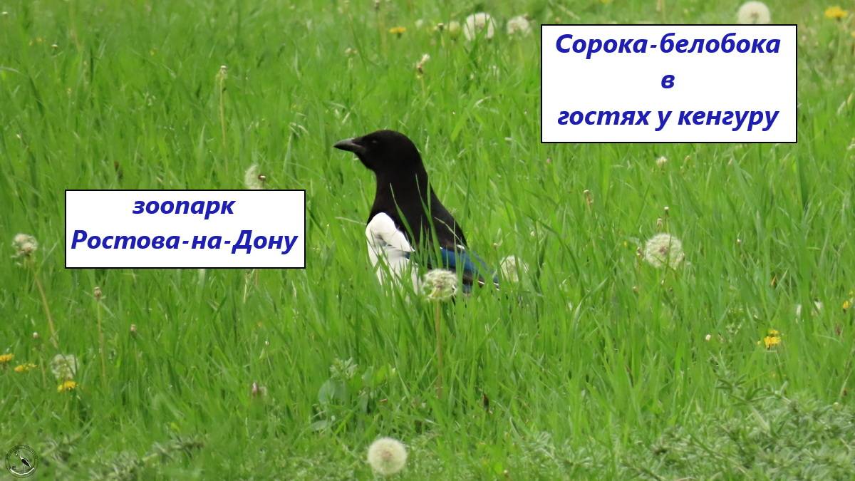 Сорока-белобока в гостях у кенгуру. Зоопарк Ростова-на-Дону, 2024