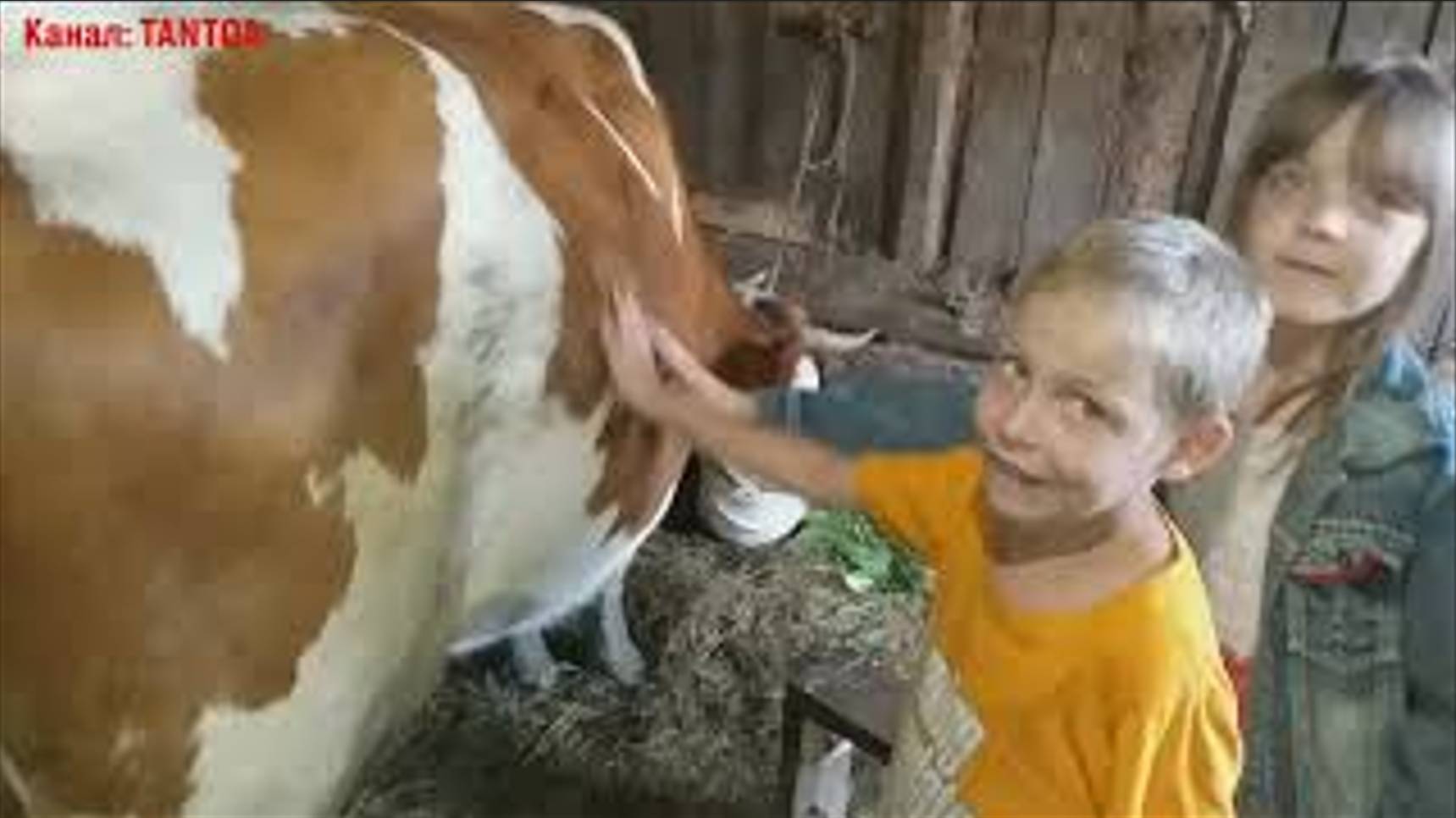 Как правильно доить корову доильником и вручную