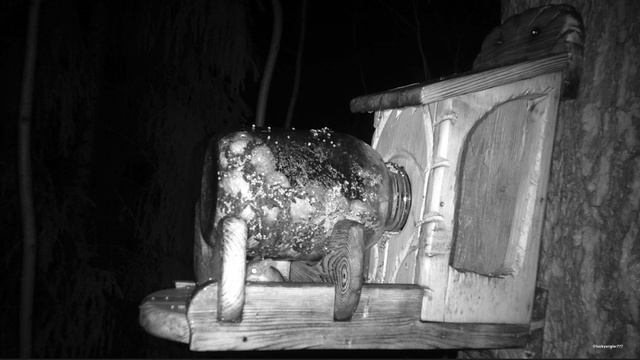 Тайный гость ночью на кормушке.