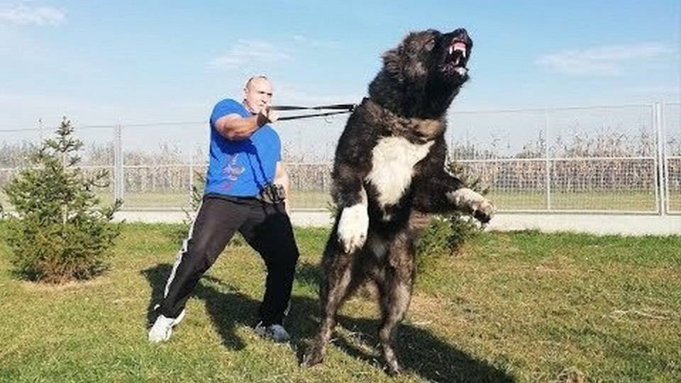 ЧЕМПИОН по Борьбе Среди Собак - Кавказский ВОЛКОДАВ!