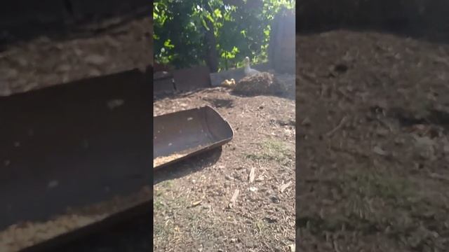 Маленькие утята .