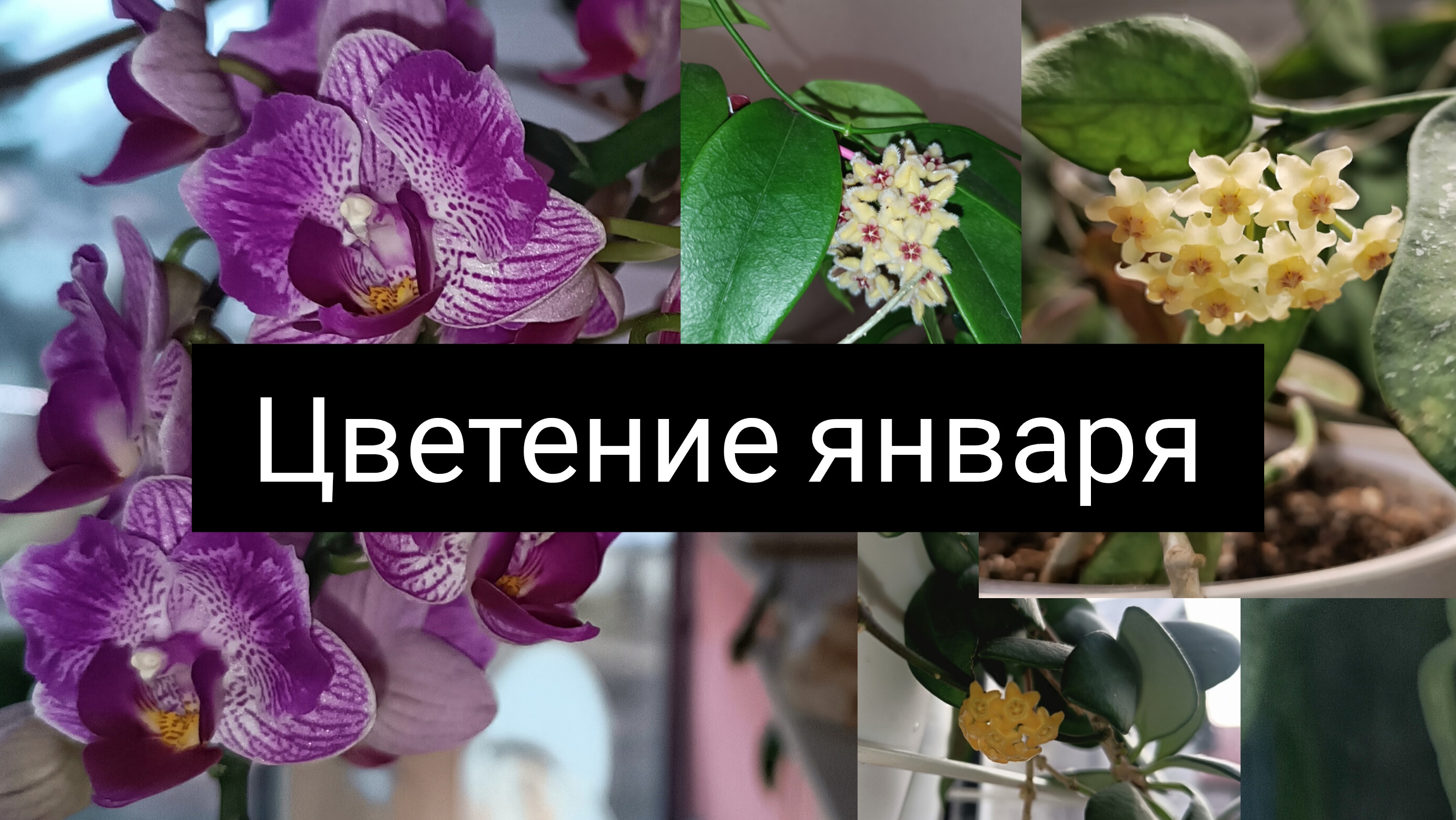 цветение хойи и не только январь 2025