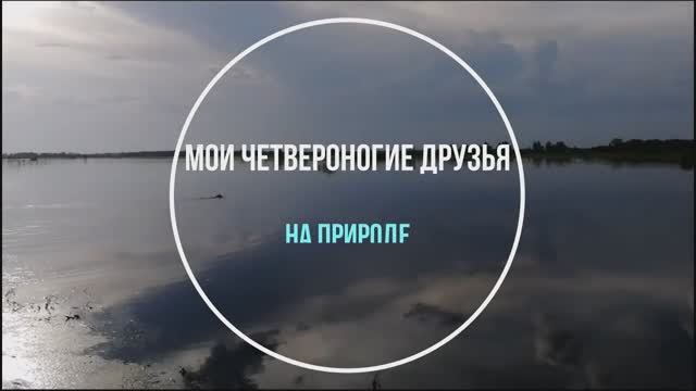 Четвероногие друзья