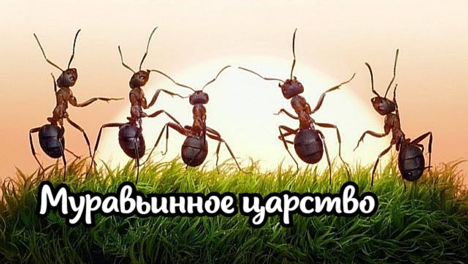 Мои стихи - Муравьиное царство 🐜🐜🐜
