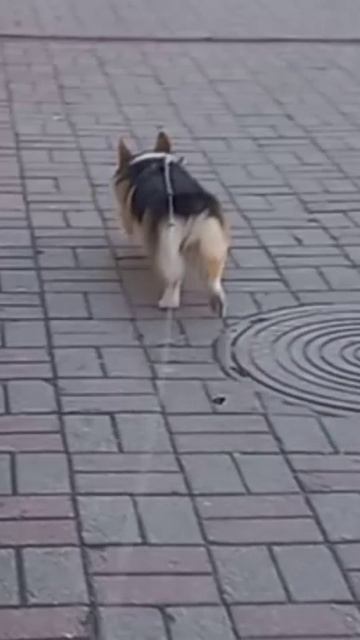 Моя деревня Корги и Беликов