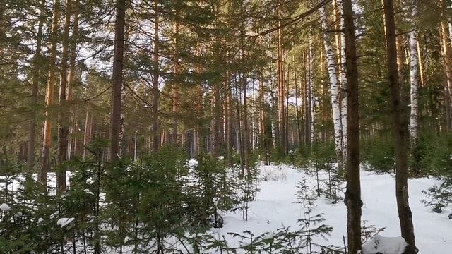 Горные лыжи. Златоуст январь 2025. Спортэстрим