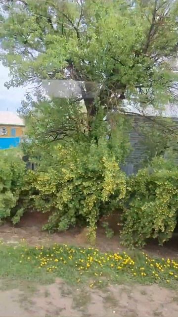 В окне авто.mp4