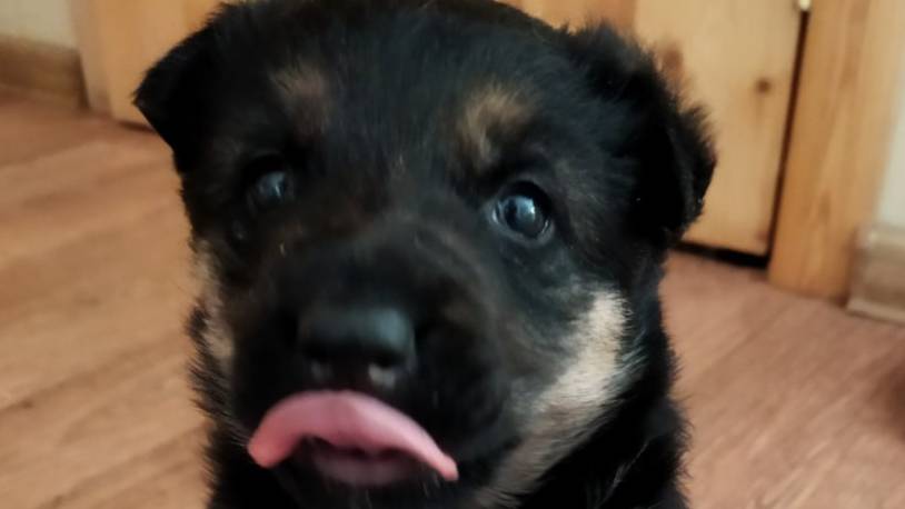 наши любимые собаки