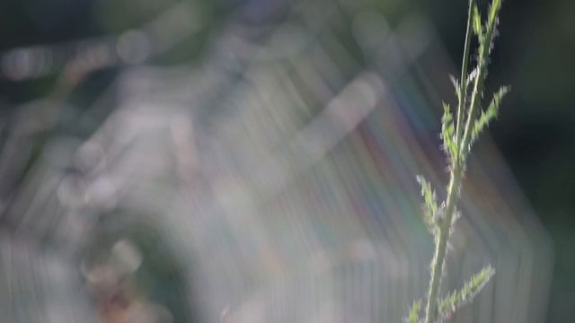 Ушедшее лето 2024