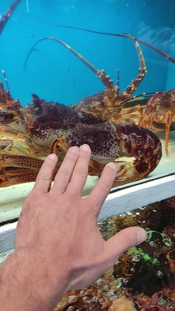 Гигантский лобстер. Австралия