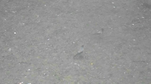 Две вороны на выпасе. 64686488 DSCN6021