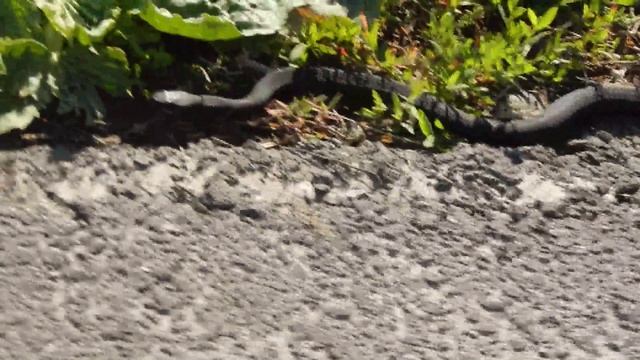 Гадюка загонял