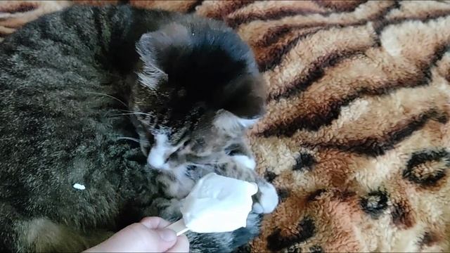 кошка с аппетитом ест мороженое