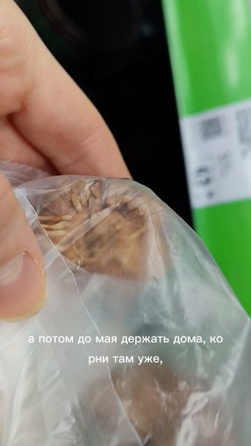 Tакие гладиолусы покупать нельзя 
#shorts