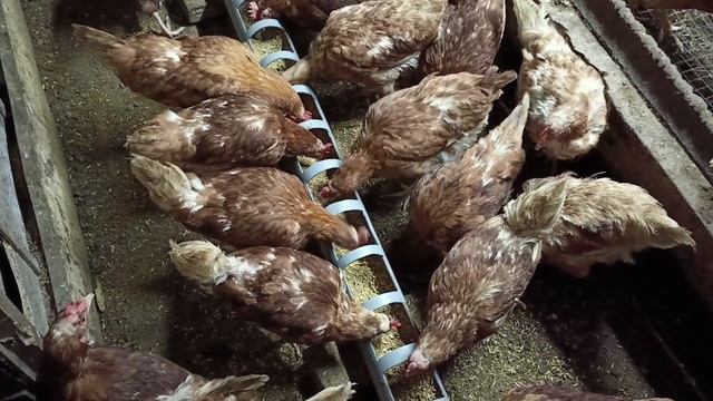 Нужно ли покупать несушек с птицефабрики