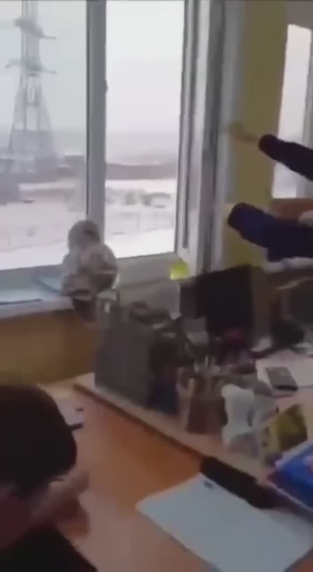 Сова залетела в школу