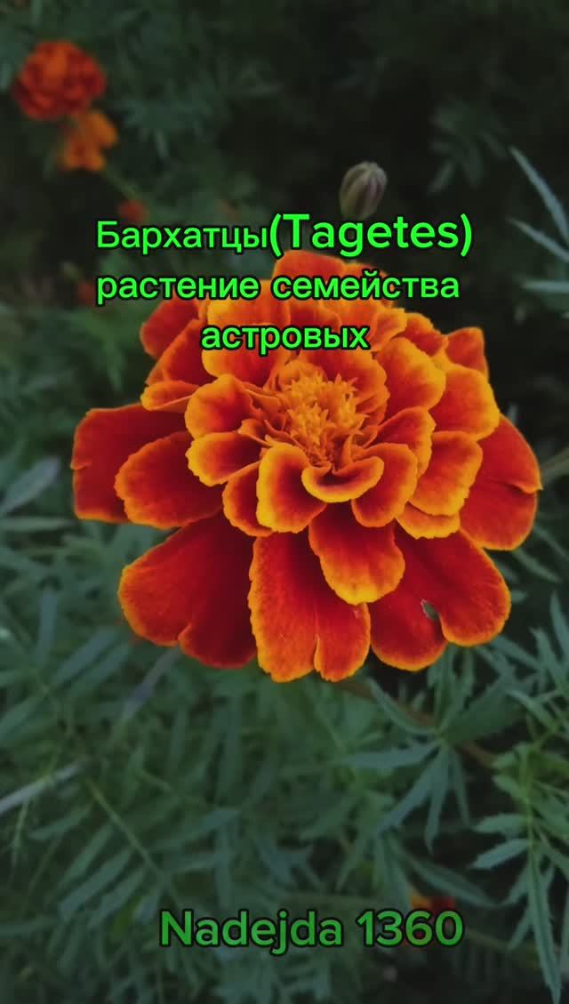 Бархатцы!1 часть!Характеристика!