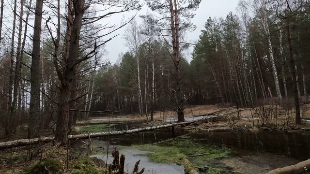 Орловское Полесье - тайны леса