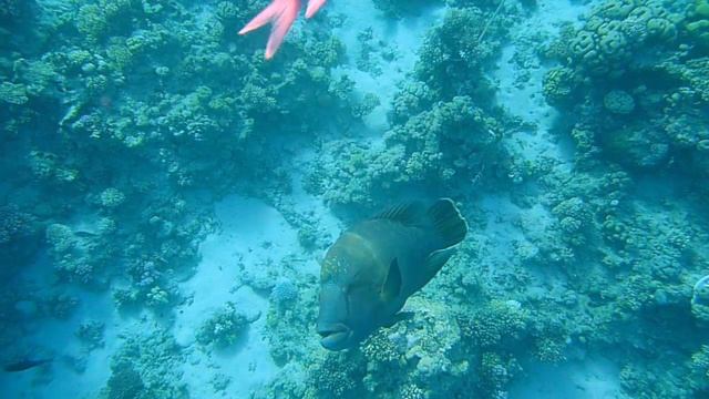 Акватория отеля Конкорд. Часть 3. Рыба-Наполеон.