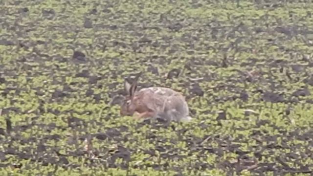 Заячья семейка