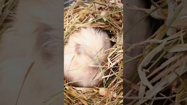 Рубрика #Советы_специалиста   Хомяки)))