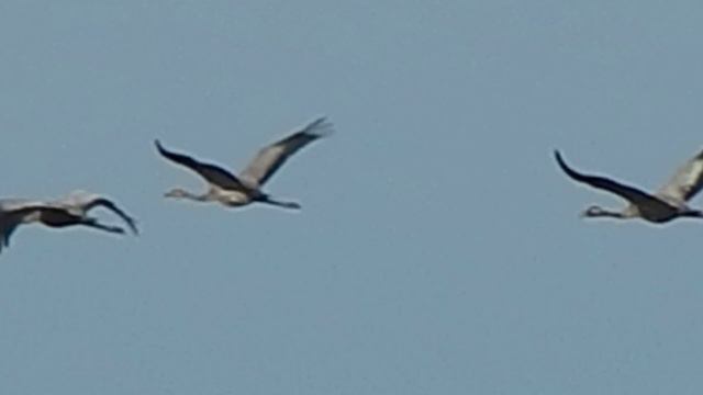 Журавли летят журавли