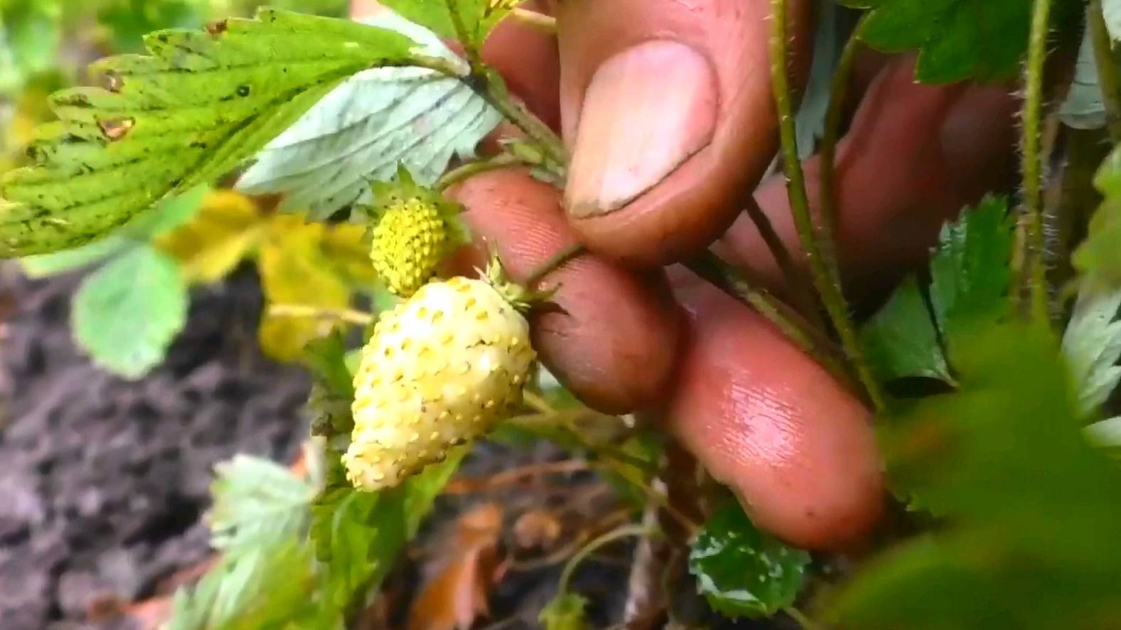 Ремонтантная земляника Золотой десерт