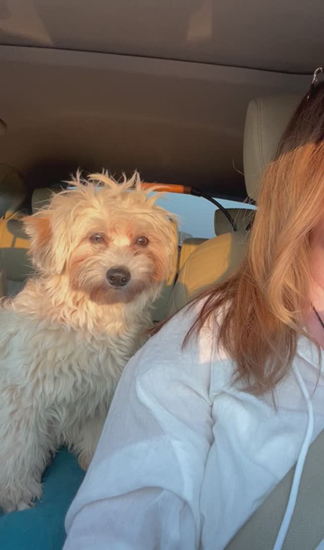 #shorts собака Тоби в машине