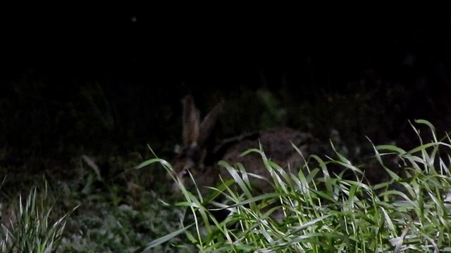 Заяц в ночи