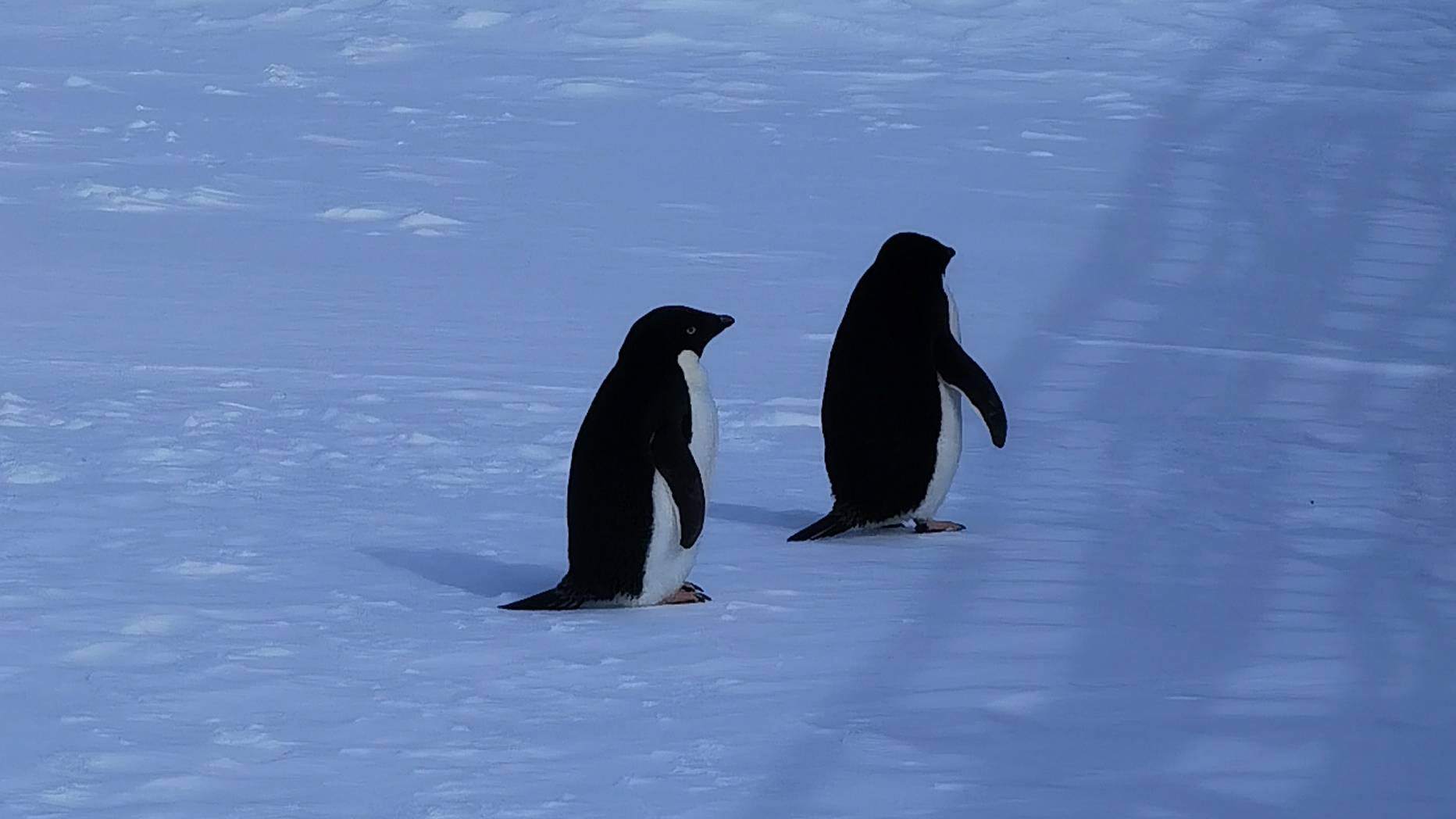 2 Пингвина пришли на станцию Прогресс. 01.11.2024. 2 Penguin come to Progress Station.