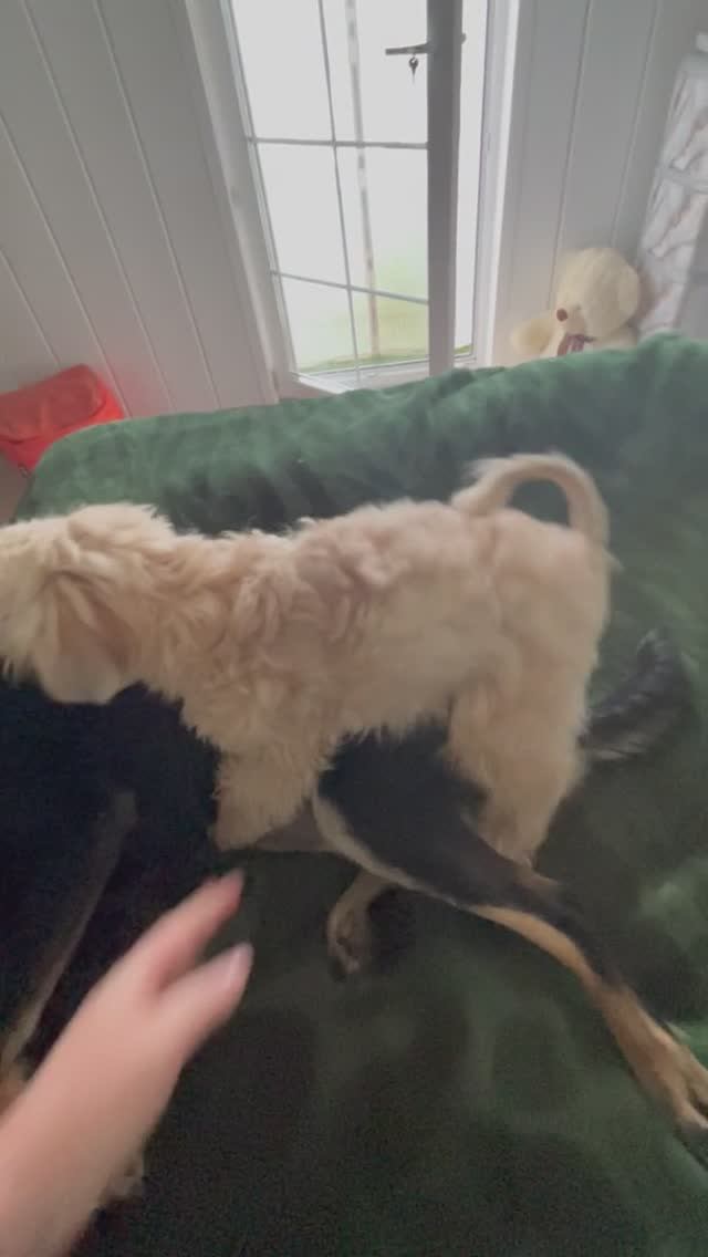 Тоби не оставляет попытки ухаживать за Аришей