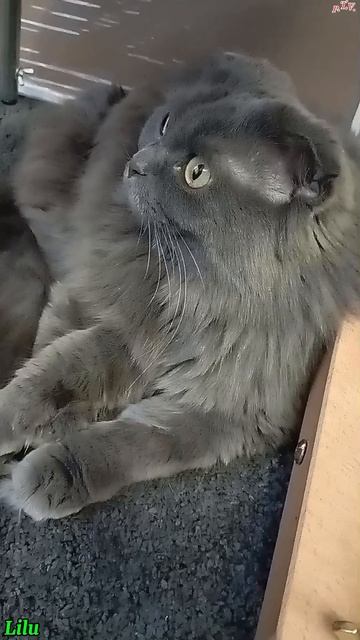 Лилу во всей красе