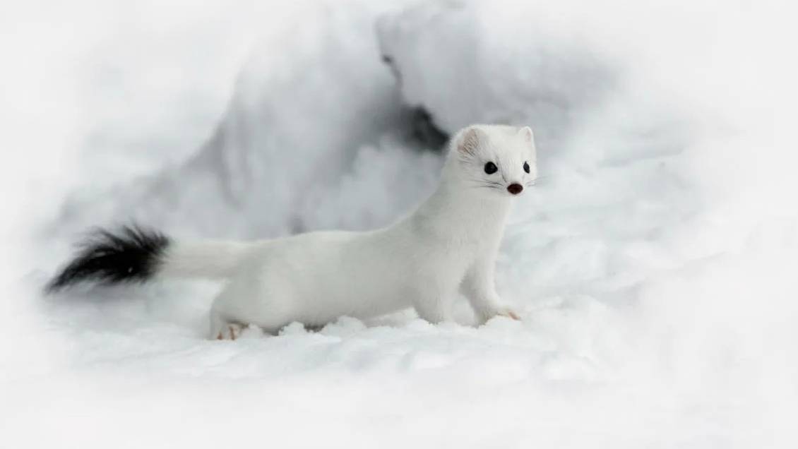 Очаровательный убийца: как живет проворный зверек горностай и какую неприглядную тайну он хранит