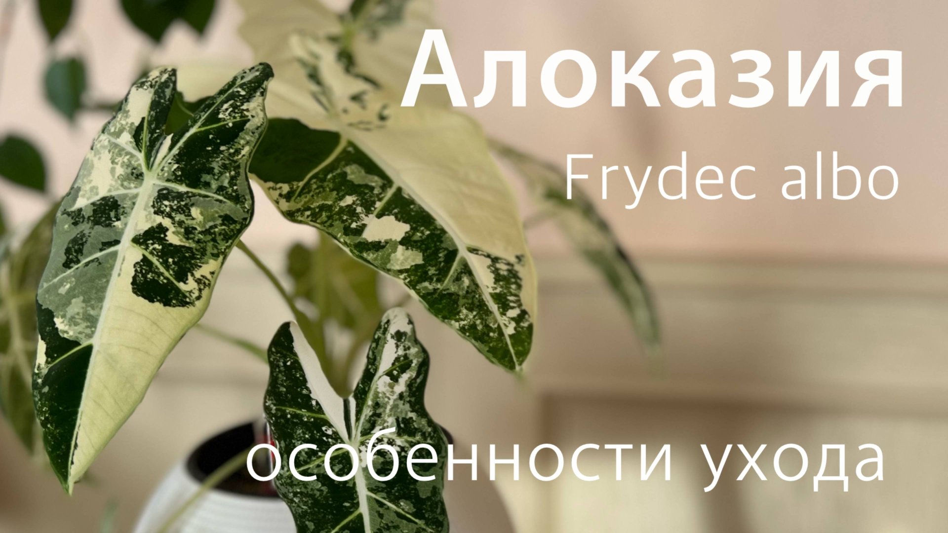 №106. Алоказия Frydec albo (Фрайдек). Особенности ухода. Как нарастить много ярких  крупных листьев.