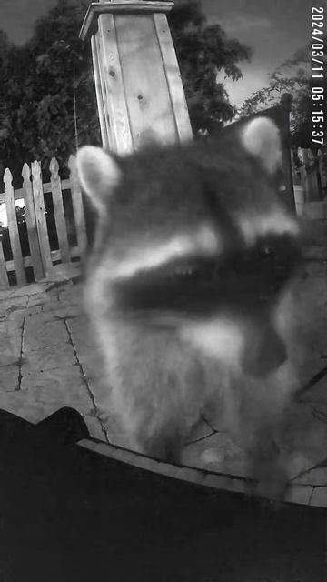 Енот играет лучше меня... 😅😂