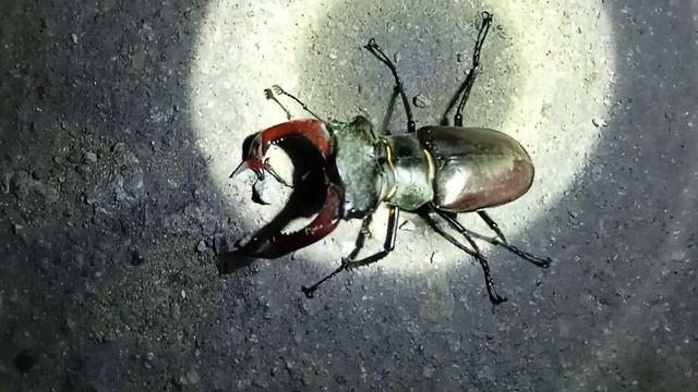 Жук - Олень(пара)