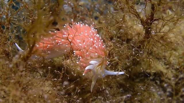 голожаберный моллюск Flabellina nobilis