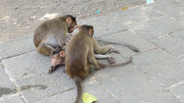 Мартышкина забота