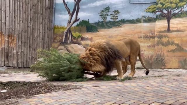 Обогащение среды льва