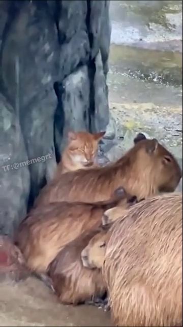 Кто же тут предатель