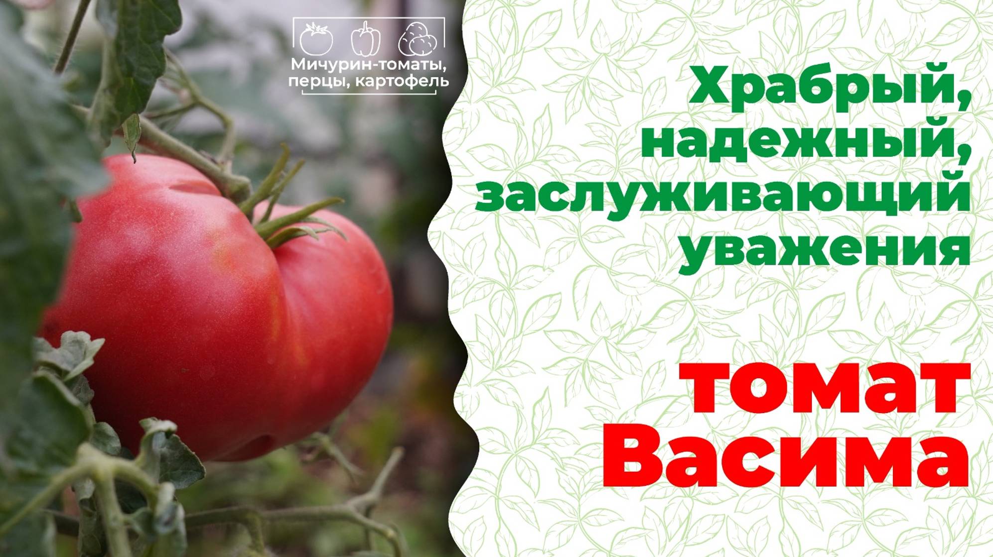 Изумительный, народный томат Васима для открытого грунта.