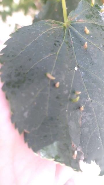 На листьях выросли шипы! Что это? Галлы атакуют