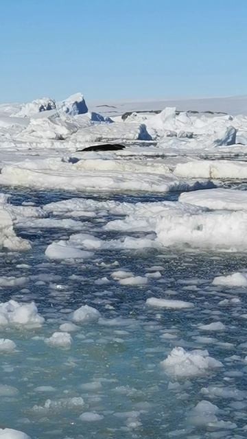 Возвращение к морю. Антарктида. come_back_to_sea