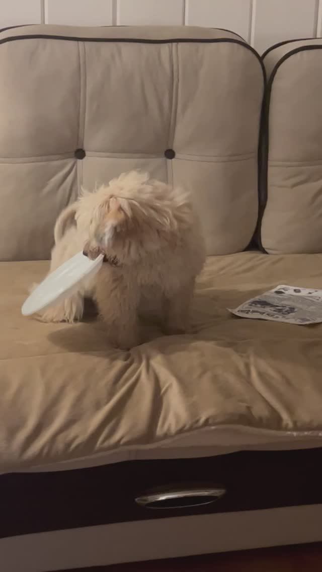 Тоби и тарелка