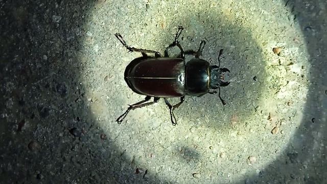 Жук - Олень(пара) 1