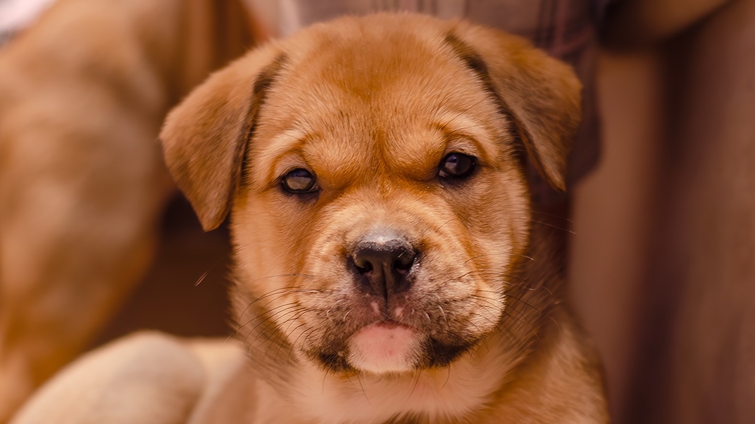 Девочки, такие девочки кадебо