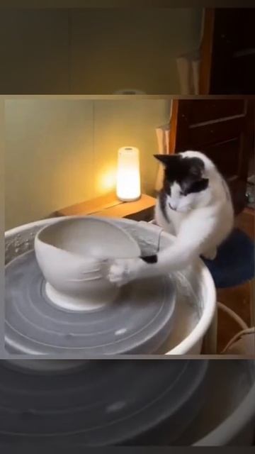 Я художник, я так вижу 😸