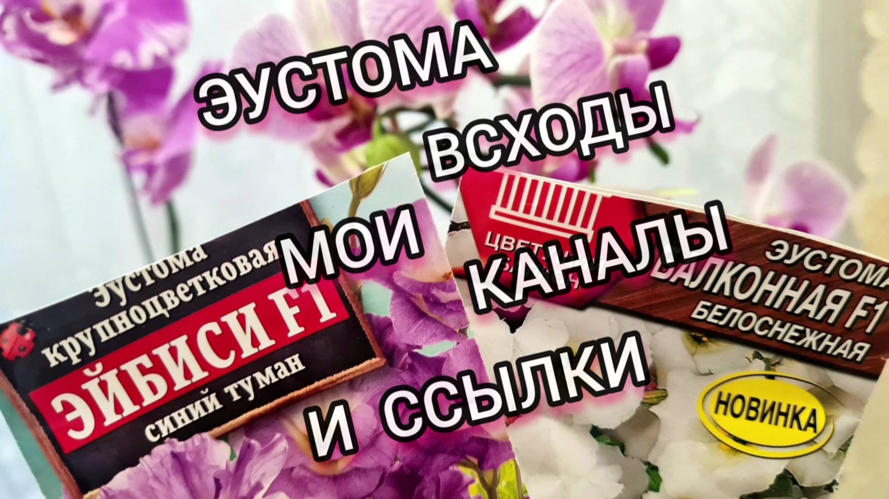 Всходы Эустомы! Мои каналы и ссылки!