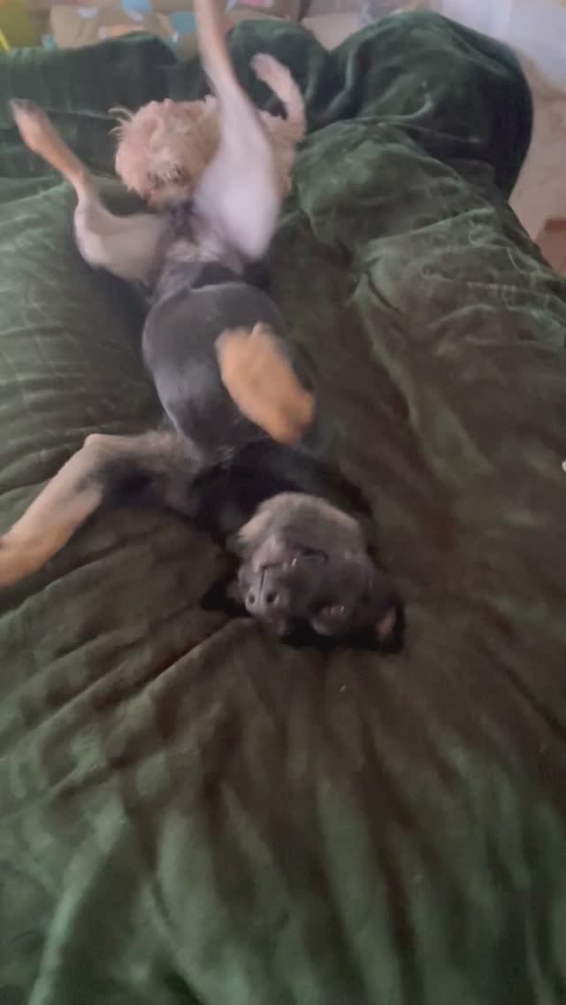 Ариша с Тобиком #shorts