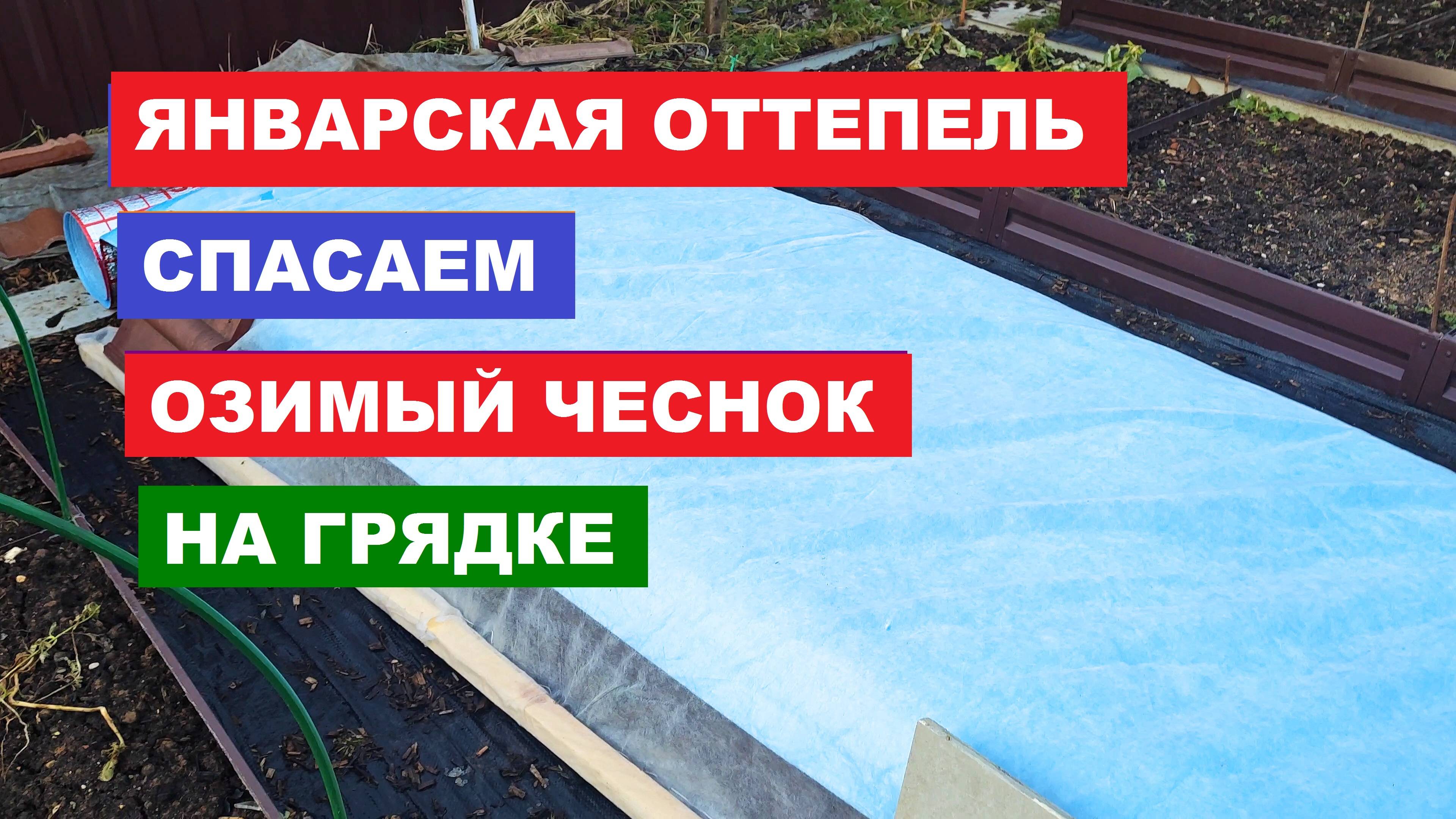 Январская оттепель. Спасаем озимый чеснок на грядке